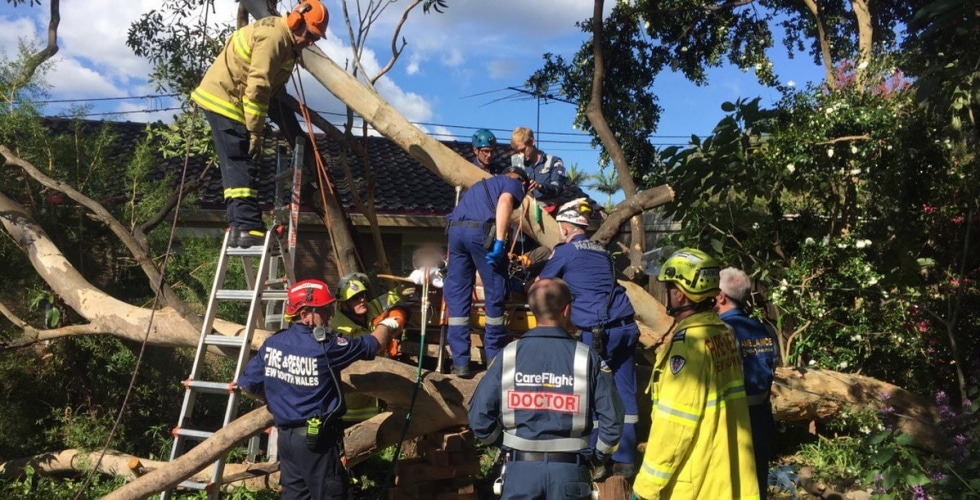 Man trapped by fallen tree for two hours - CareFlight